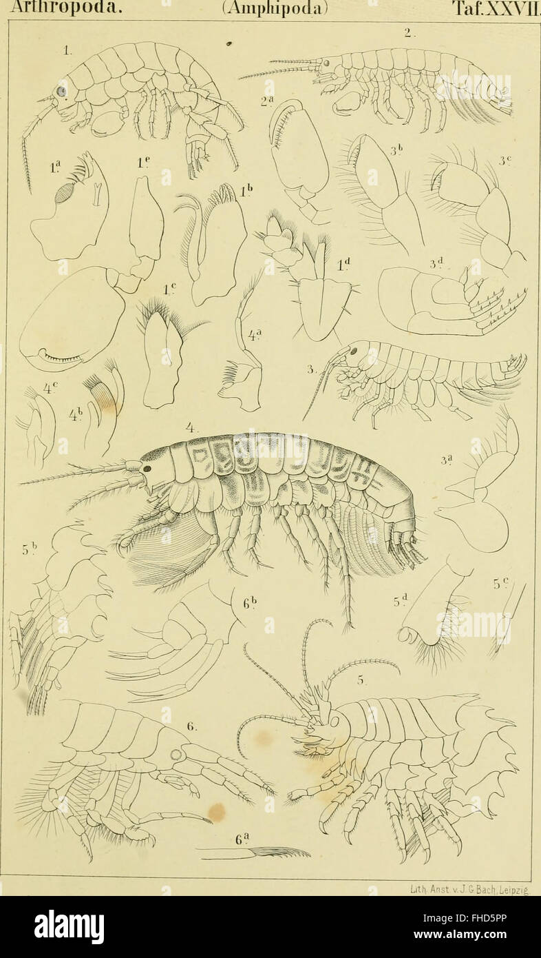 A detailed 1866 work on the classification and orders of arthropods ...