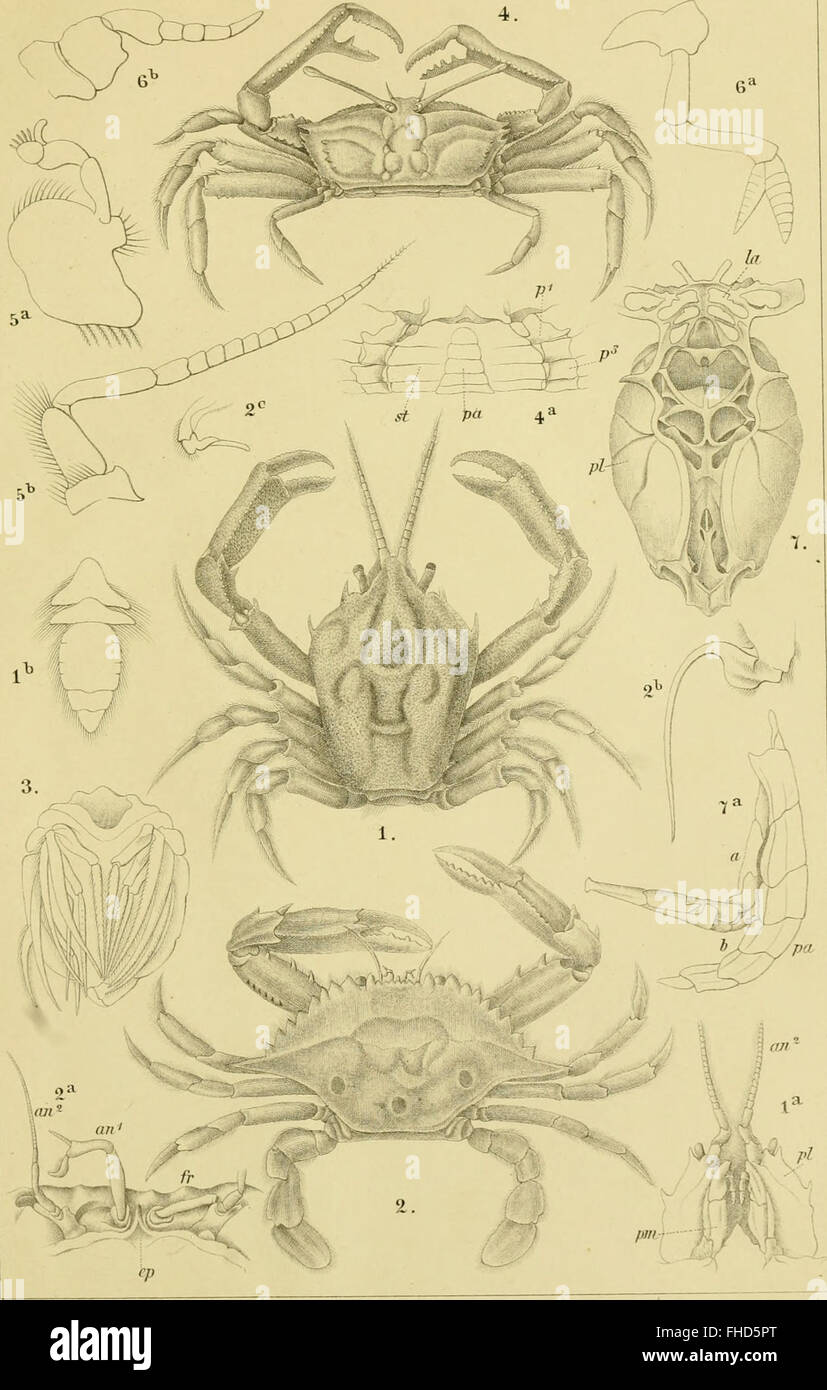 The Classes and Orders of Arthropods (1866), a scientific treatise ...