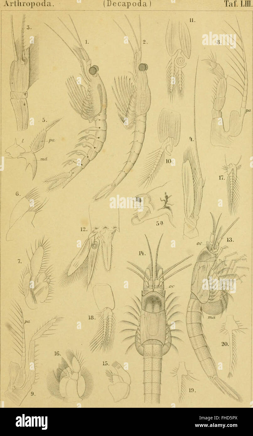A 1866 work that scientifically depicts the classes and orders of ...
