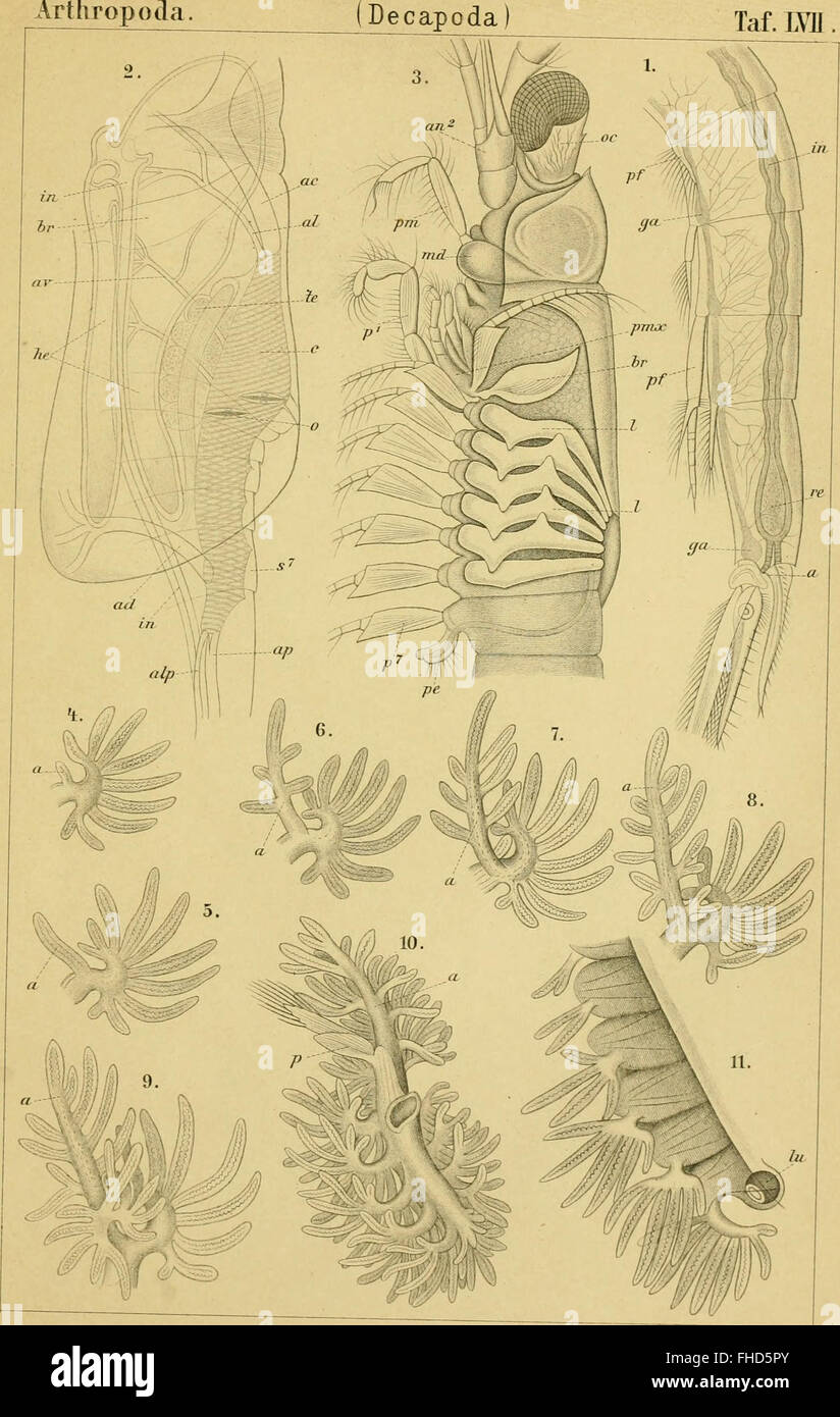 Classification arthropods hi-res stock photography and images - Alamy