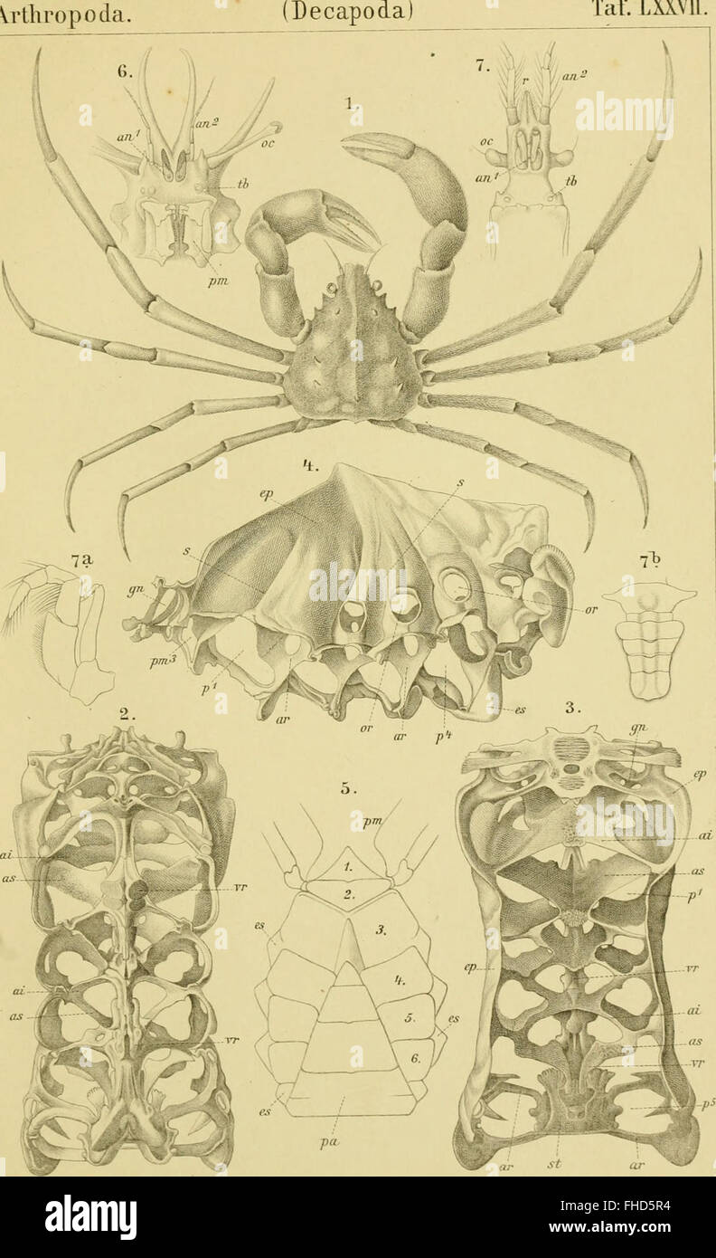 A scientific depiction of the classes and orders of arthropods ...