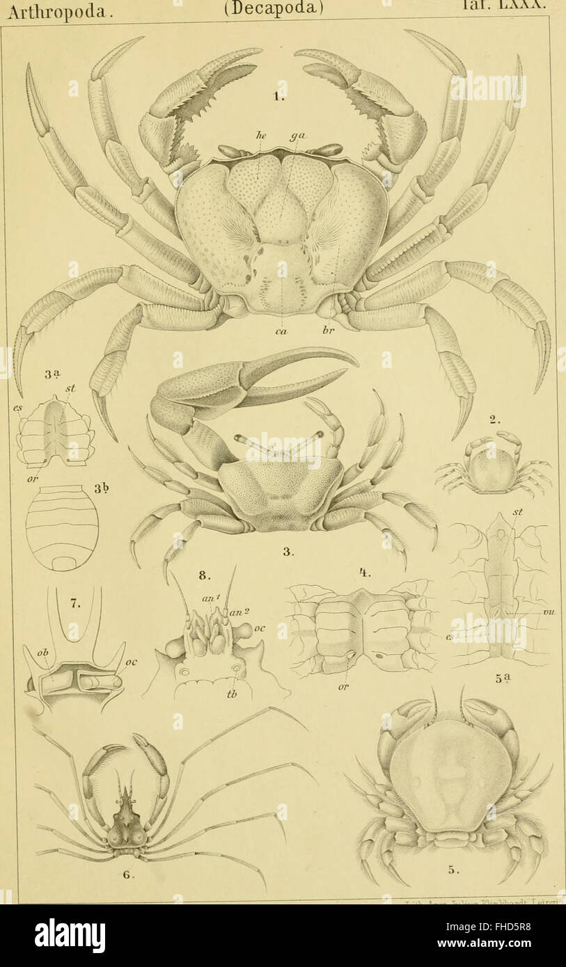 A German publication presenting the scientific classification of ...