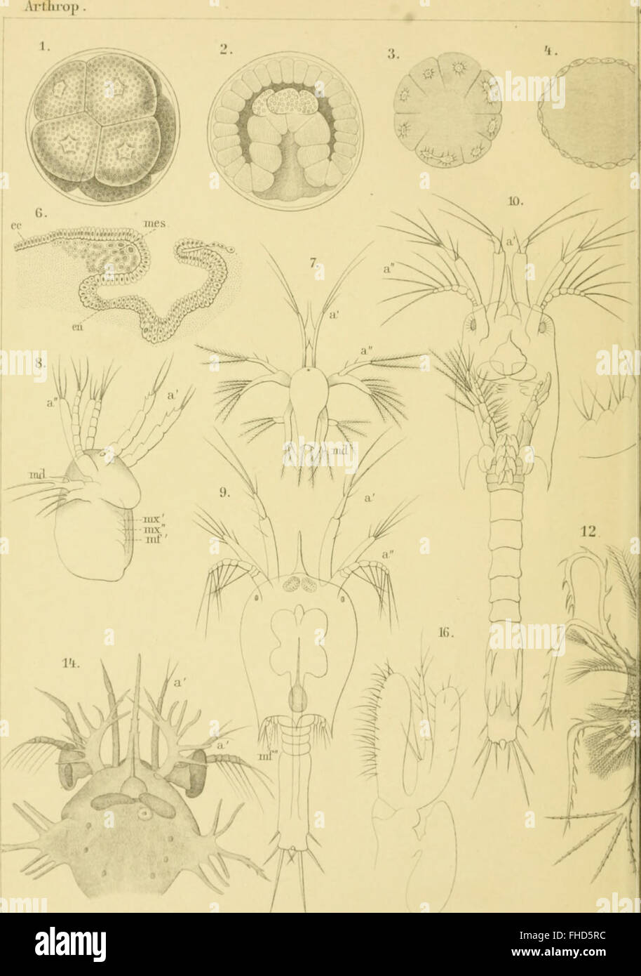 A 1866 scientific work on the classification and orders of arthropods ...