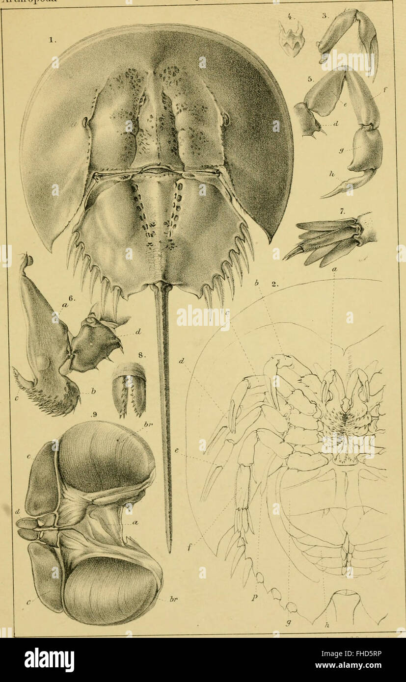 ‘Die Klassen und Ordnungen der Arthropoden’ (1866) presents a ...