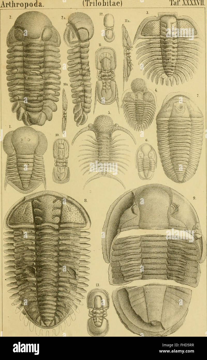 A 1866 scientific work detailing the classes and orders of arthropods ...