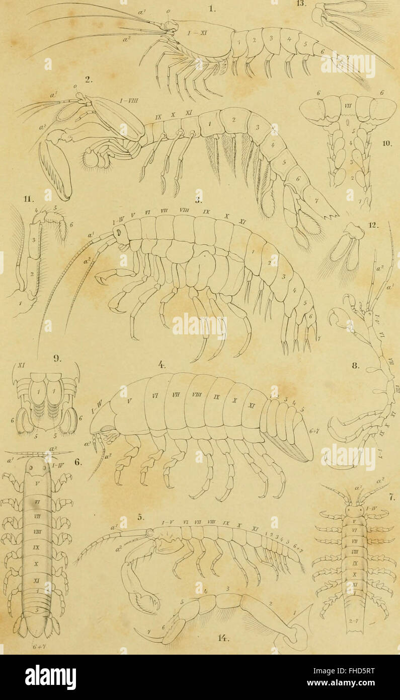 A scientific work from 1866 presenting the classes and orders of ...