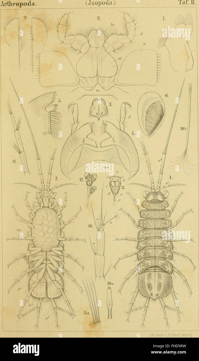 *Die Klassen und Ordnungen der Arthropoden* (The Classes and Orders of ...