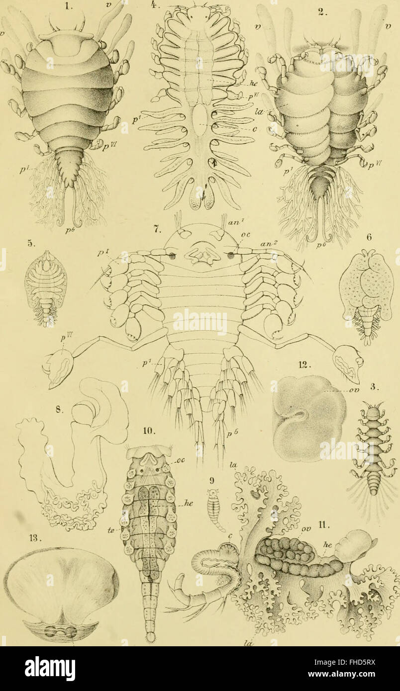 A 19th-century monograph classifying arthropods, with detailed ...