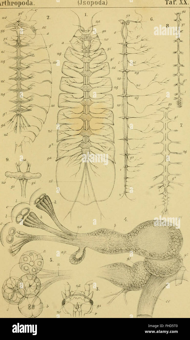 Arthropoden arthropoden hi-res stock photography and images - Alamy
