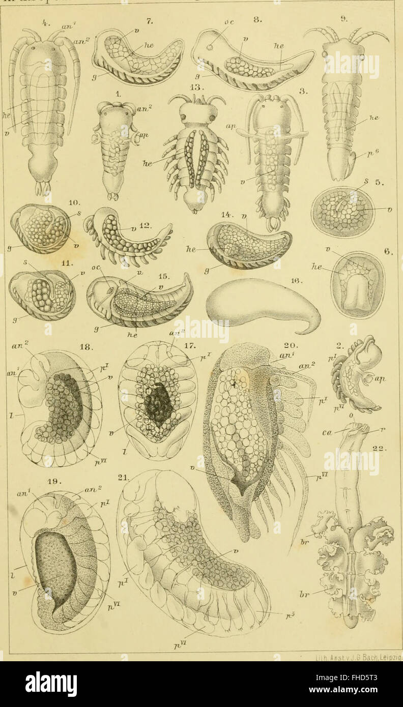 Die Klassen und Ordnungen der Arthropoden - wissenschaftlich ...