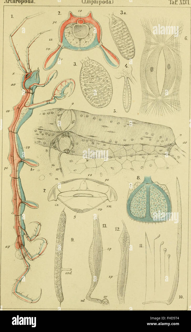 A scientific work from 1866 describing the classes and orders of ...