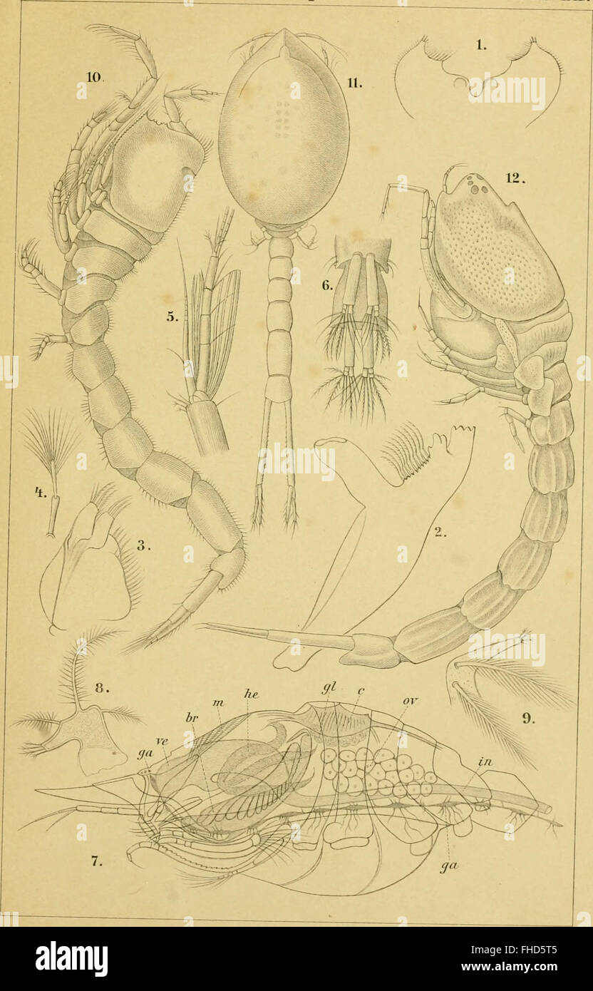 A comprehensive scientific study on the classes and orders of ...