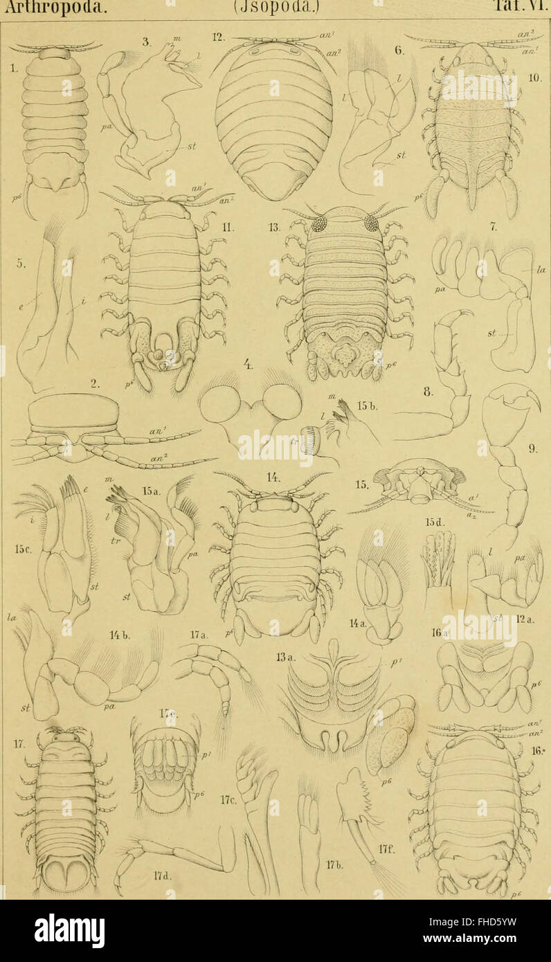A 1866 scientific work on the classes and orders of arthropods ...