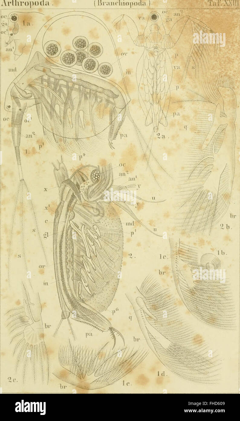 This 19th-century text provides an in-depth scientific classification ...