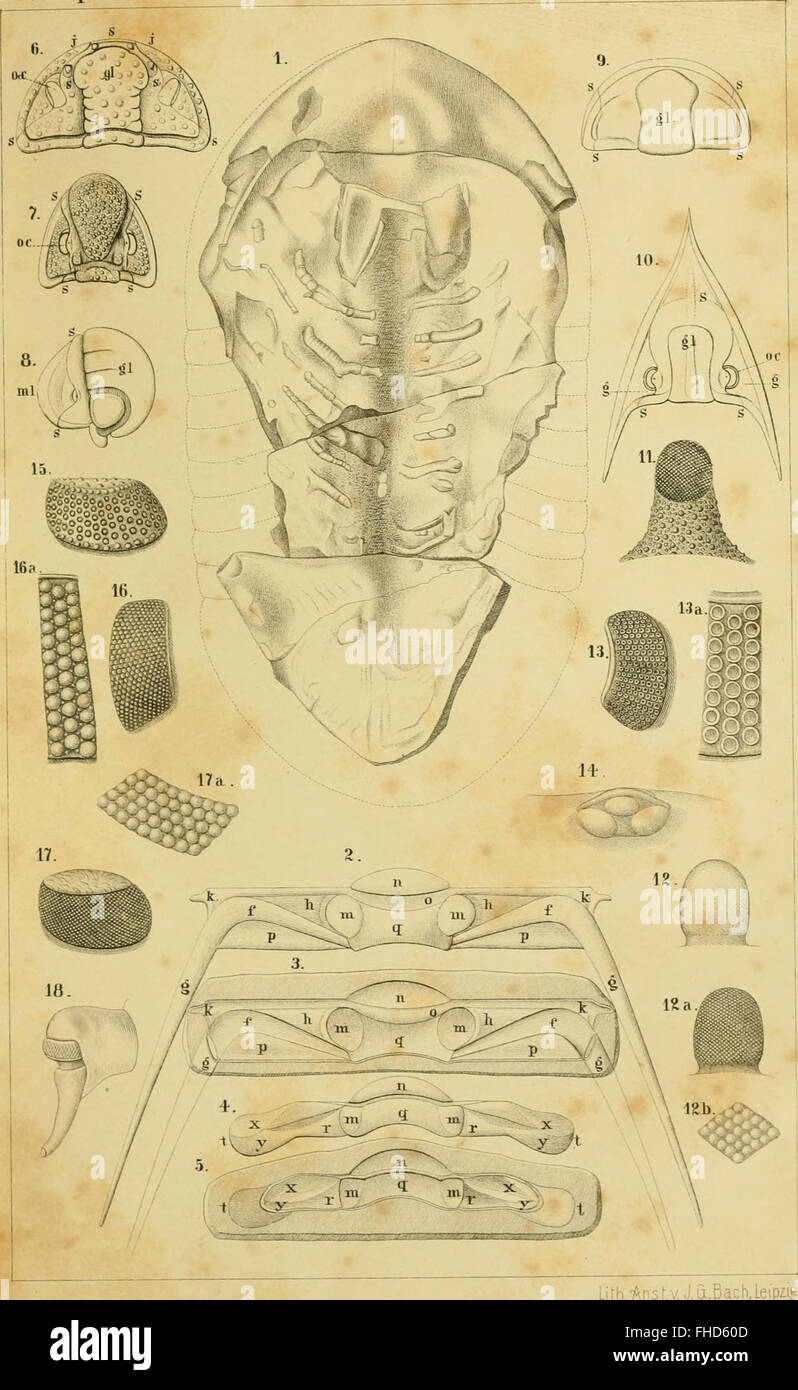 A 1866 scientific work that provides a detailed description of the ...