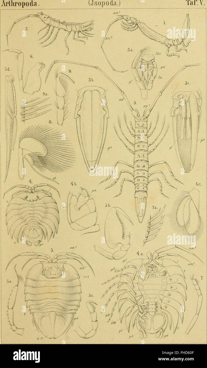Arthropoden hi-res stock photography and images - Alamy