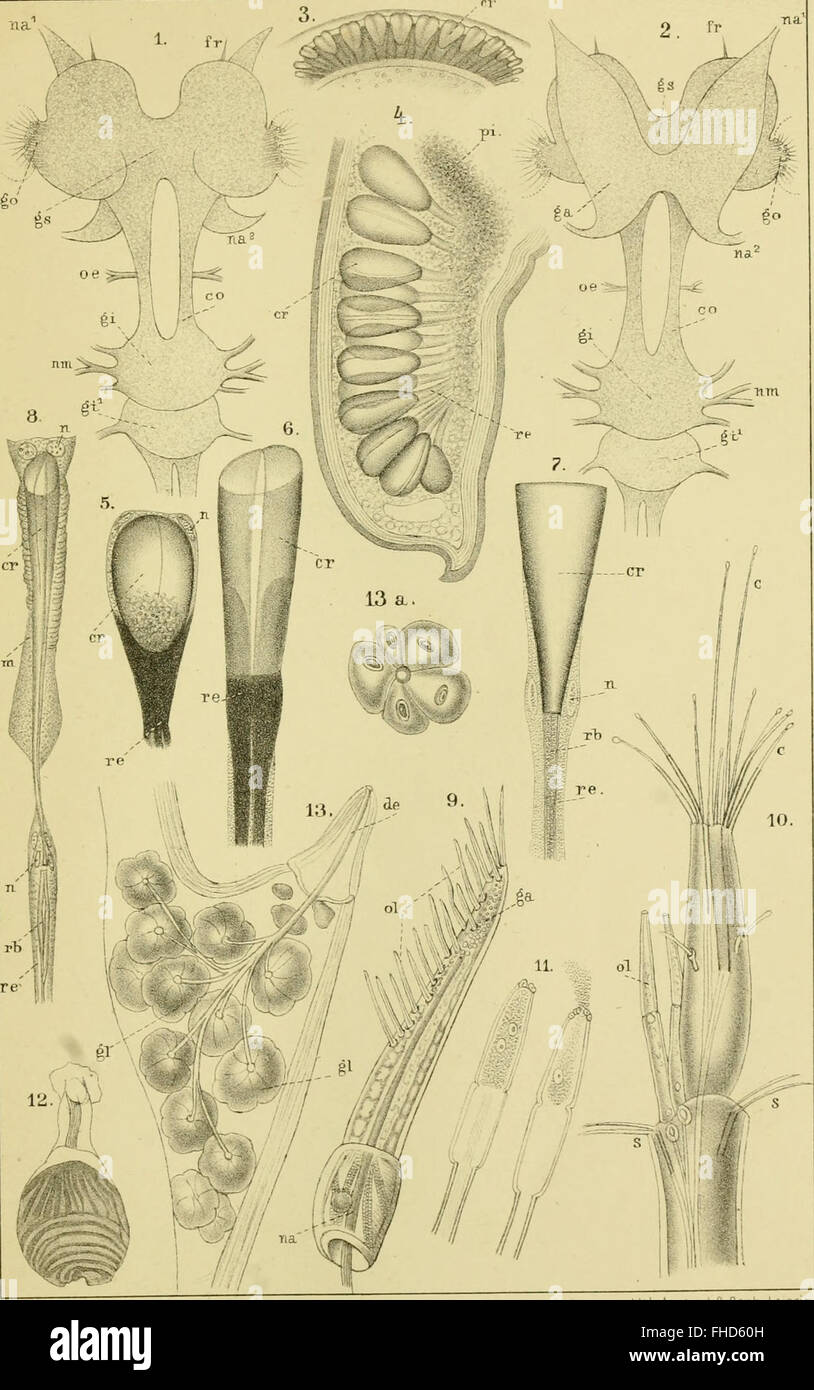 Die Klassen und Ordnungen der Arthropoden is a zoological work that ...