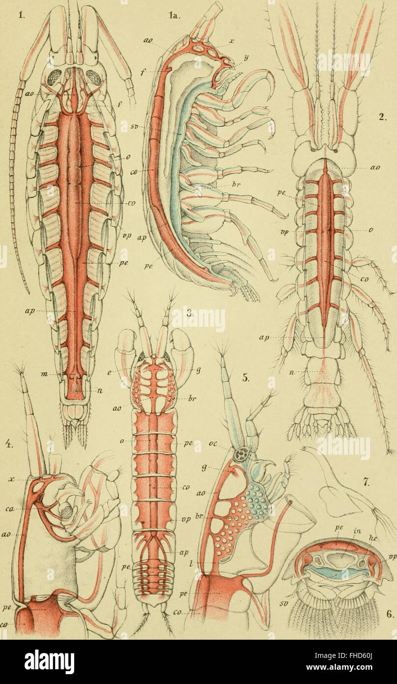 Die Klassen und Ordnungen der Arthropoden - wissenschaftlich ...