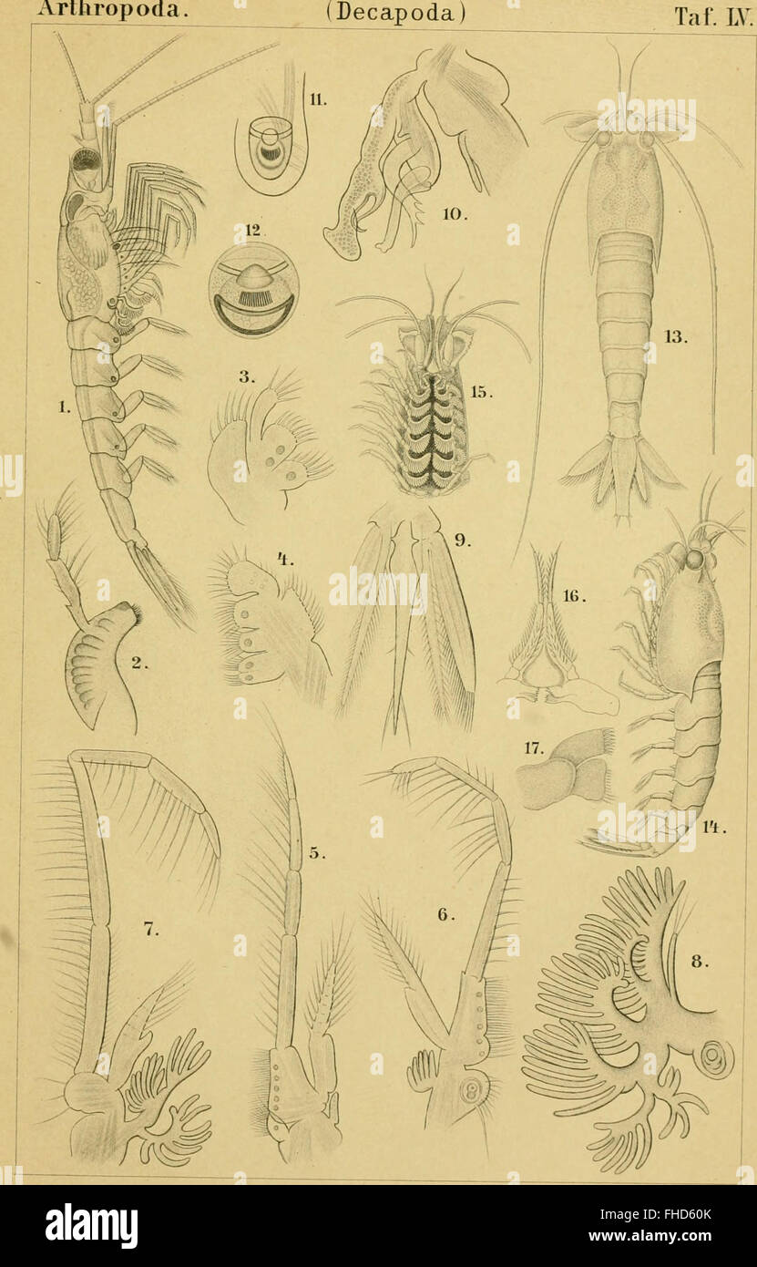 A detailed 1866 scientific work on the classification and orders of ...
