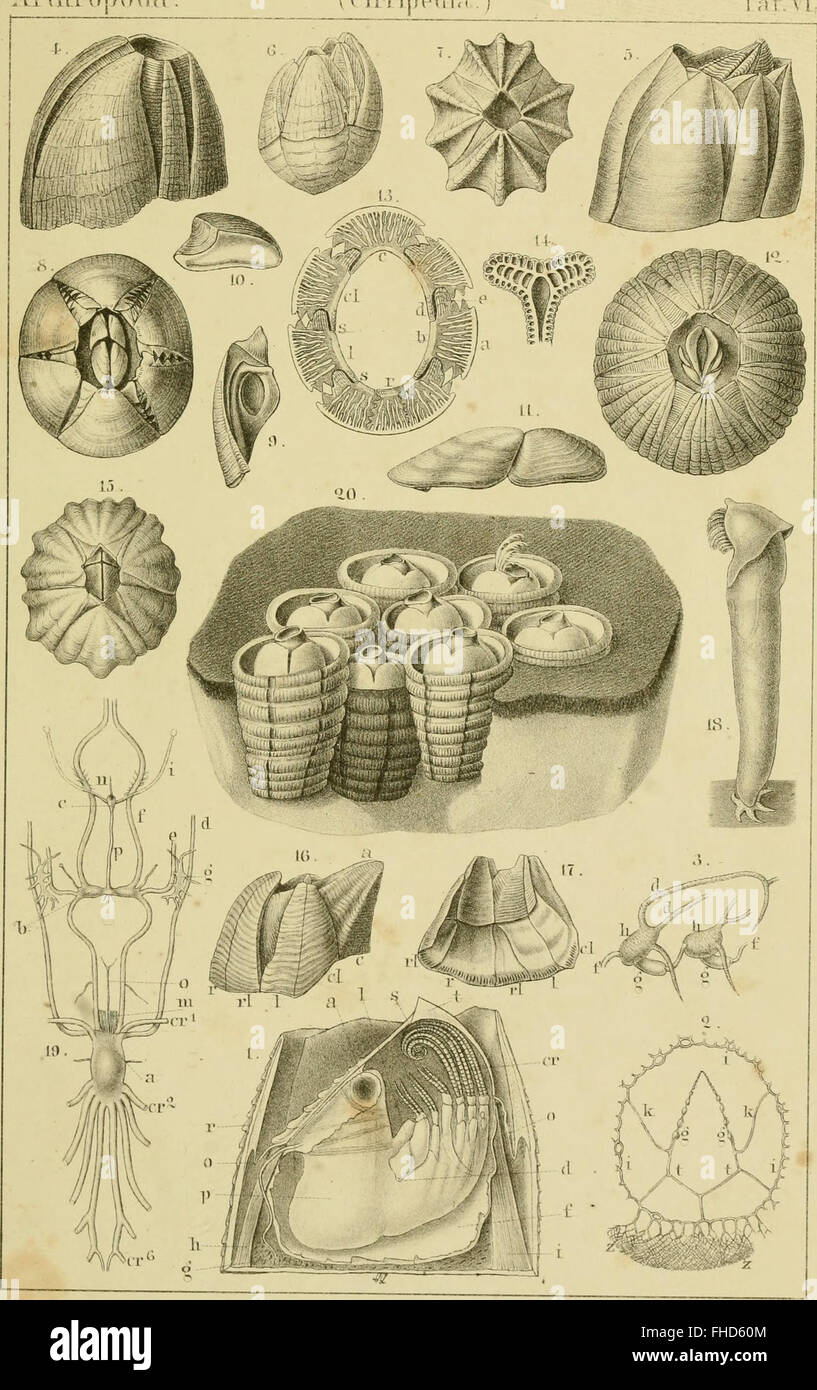 Die Klassen und Ordnungen der Arthropoden, published in 1866, is a ...