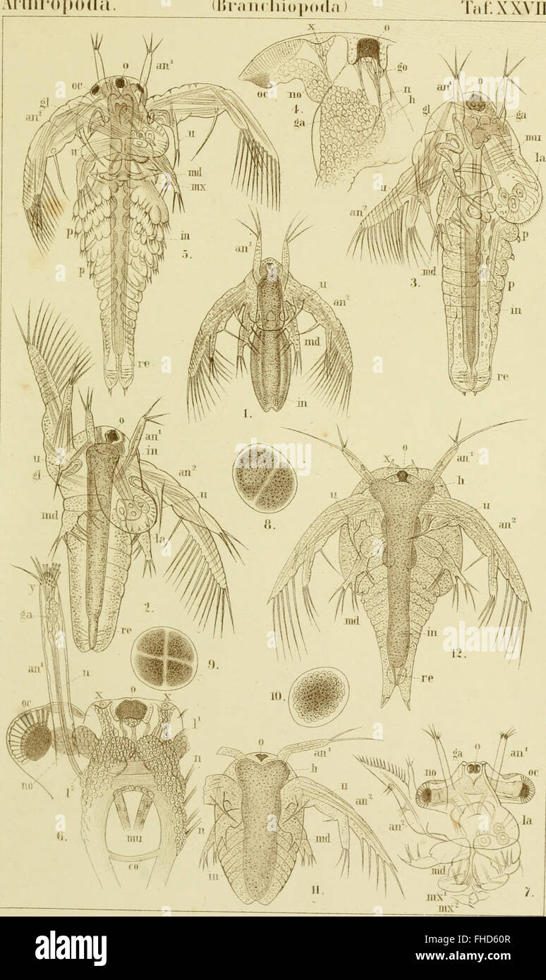 Die Klassen und Ordnungen der Arthropoden (1866), a scientific work ...