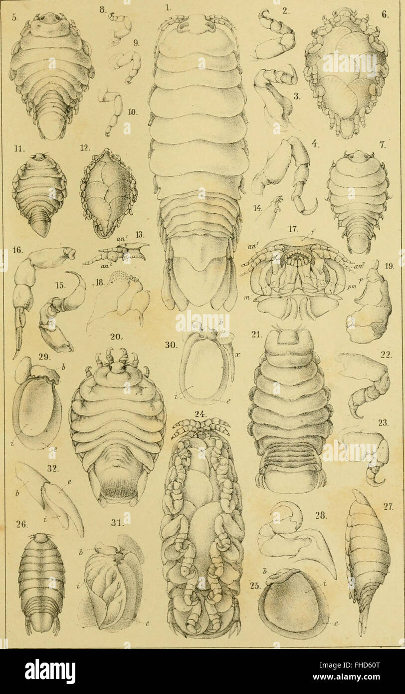 A 1866 work presenting a scientific classification of arthropods, with ...