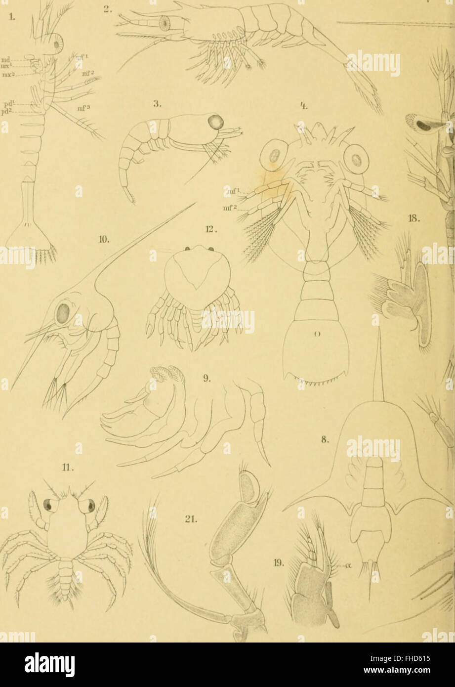 Die Klassen und Ordnungen der Arthropoden, arthropods, invertebrate ...