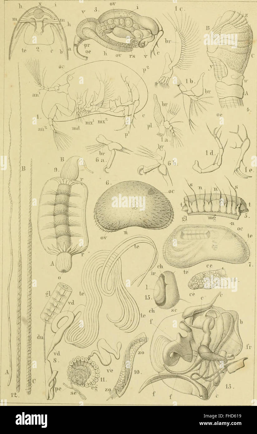 Classification of arachnids hi-res stock photography and images - Alamy