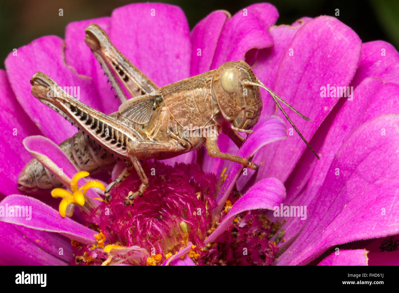 grasshopper - close up Stock Photo - Alamy