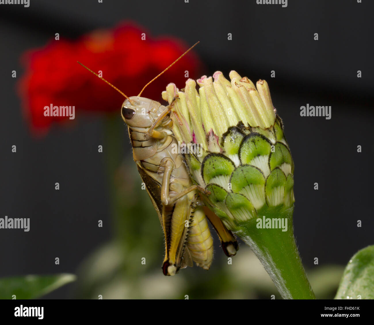 Grasshopper Close Up High Resolution Stock Photography and Images - Alamy