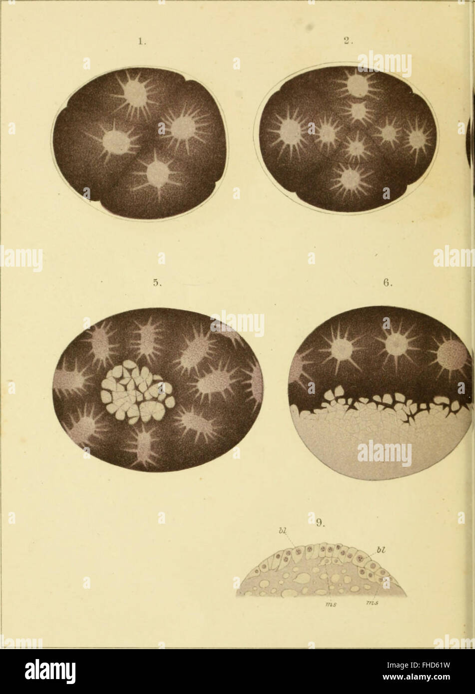 A scientific presentation of the classes and orders of arthropods, as ...