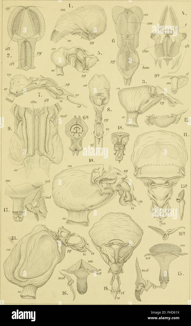 Die Klassen und Ordnungen der Arthropoden (1866) is a scientific work ...