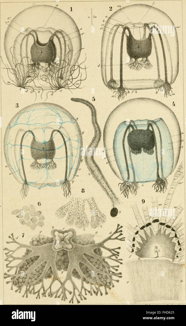 The classes and orders of Actinozoa (radiate animals), scientifically ...