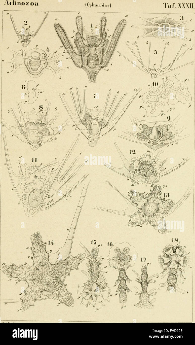 Scientific classification of radiate animals, Actinozoa, early ...