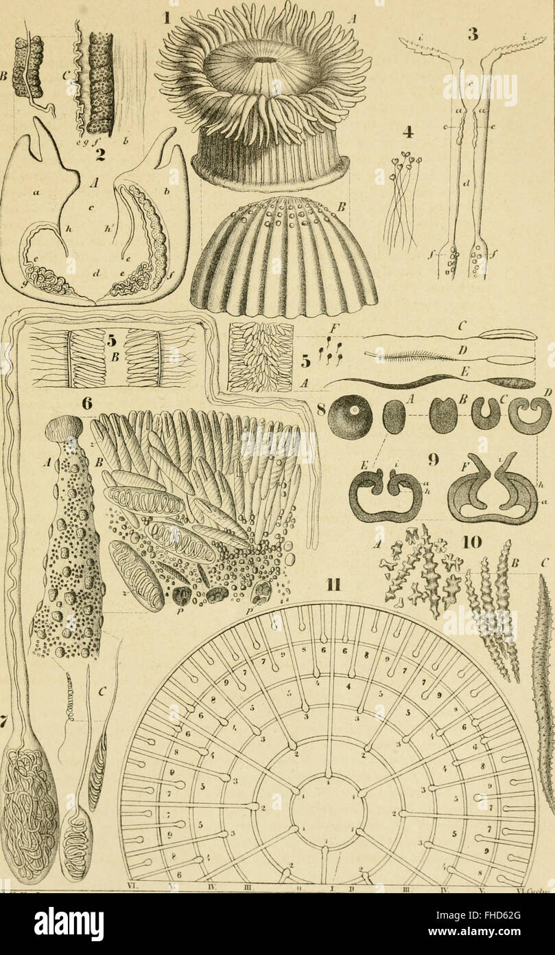 The classes and orders of radiate animals (Actinozoa) - scientifically ...