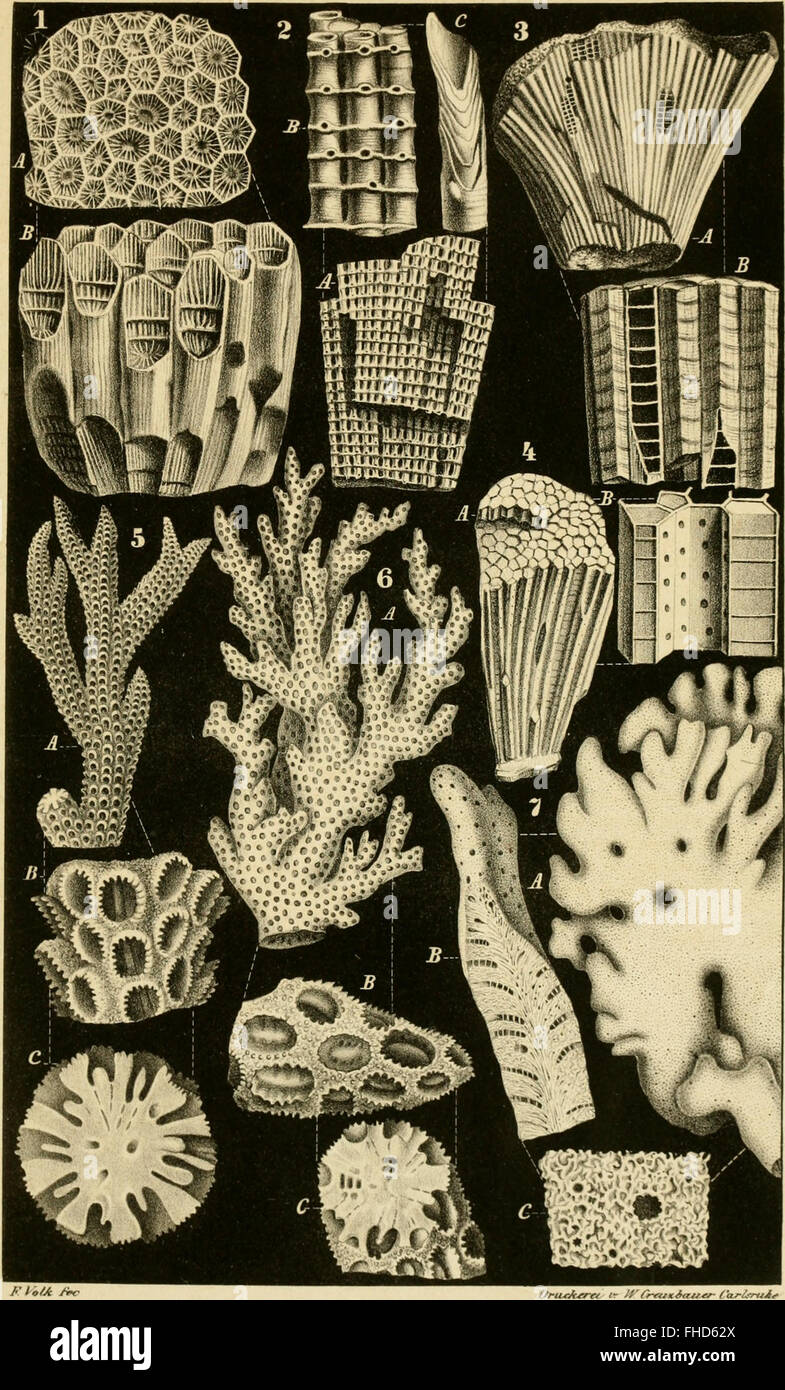 The Classes and Orders of Radiate Animals (Actinozoa): Scientific ...