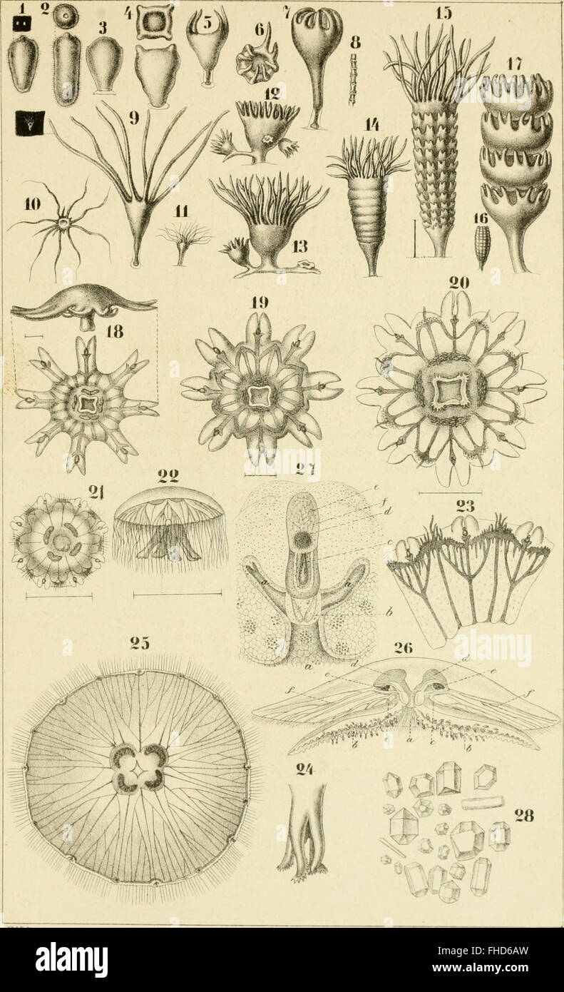 A 1860 monograph on Actinozoa (radiate animals), presenting their ...