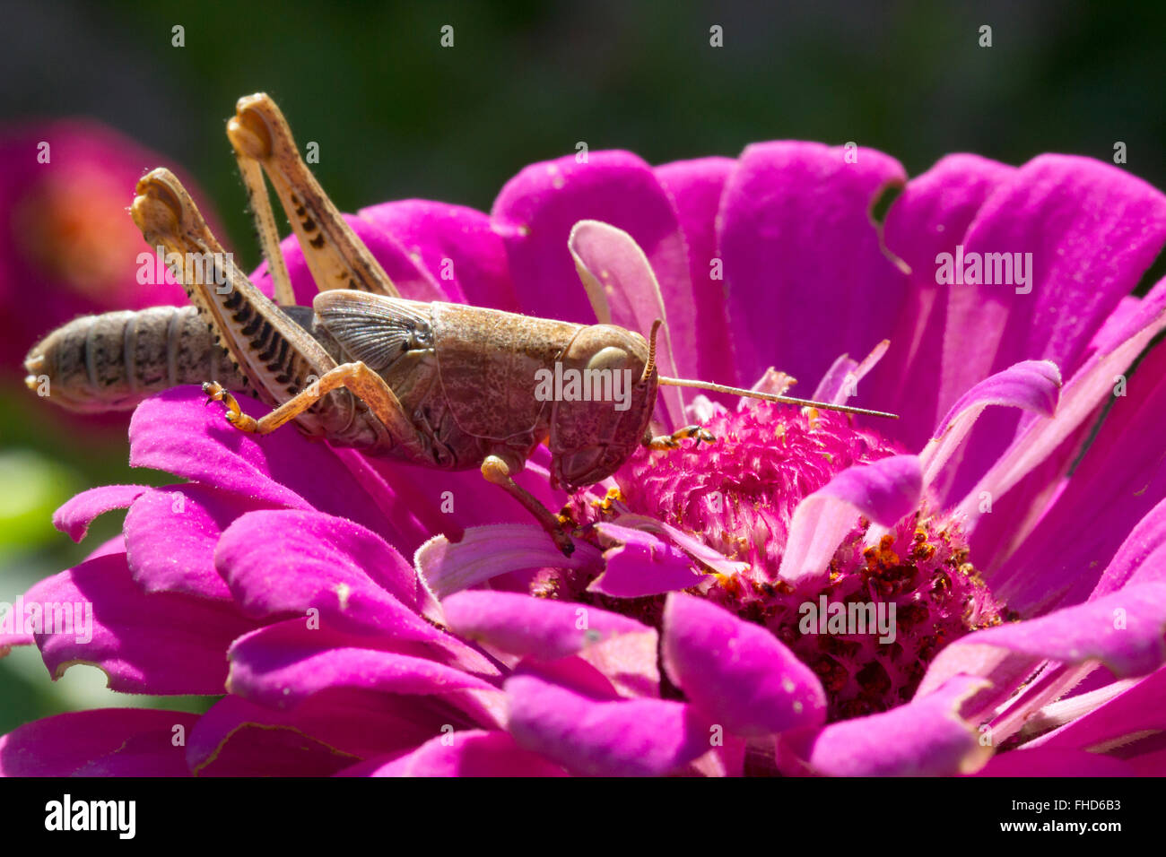 Grasshopper close up hi-res stock photography and images - Alamy