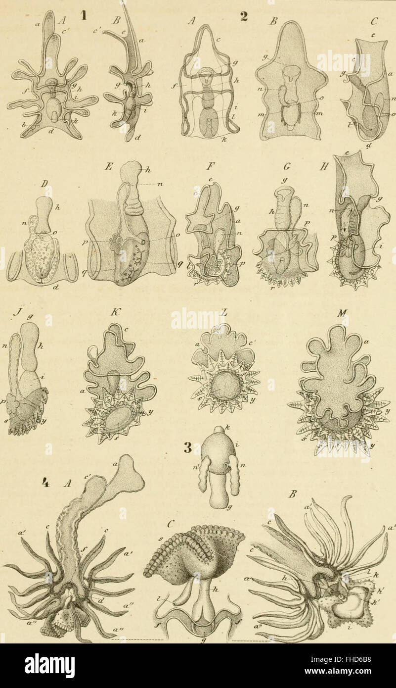 A scientific work from 1860 on the classification and orders of ...