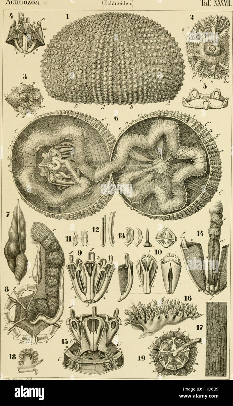 The classes and orders of Actinozoa (radiate animals), scientifically ...