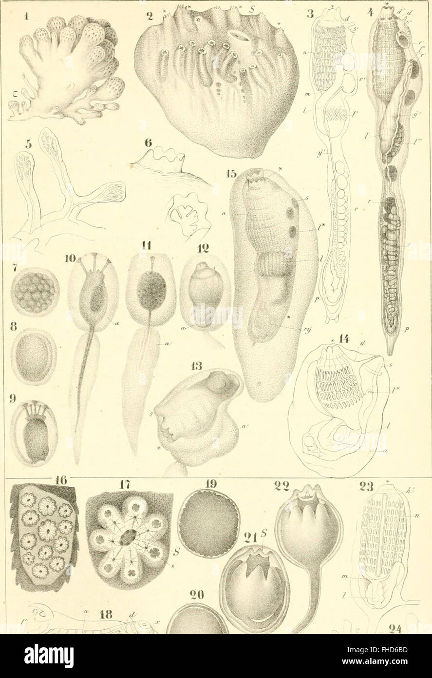 A scientific work from 1862 describing the classes and orders of soft ...
