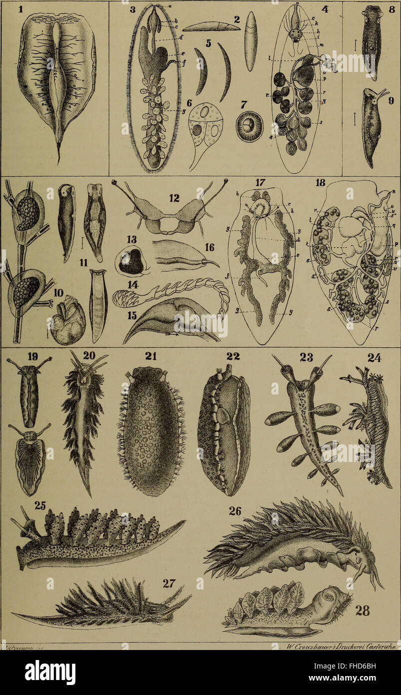 The classes and orders of soft-bodied animals (Malacozoa ...