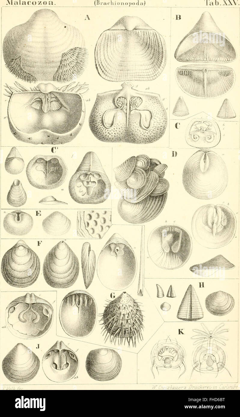 A scientific monograph from 1862 detailing the classification and ...