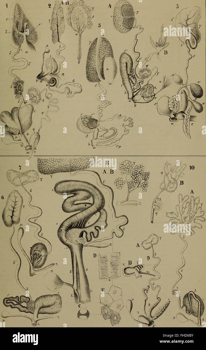 The Classes and Orders of Soft-Bodied Animals (Malacozoa): Scientific ...