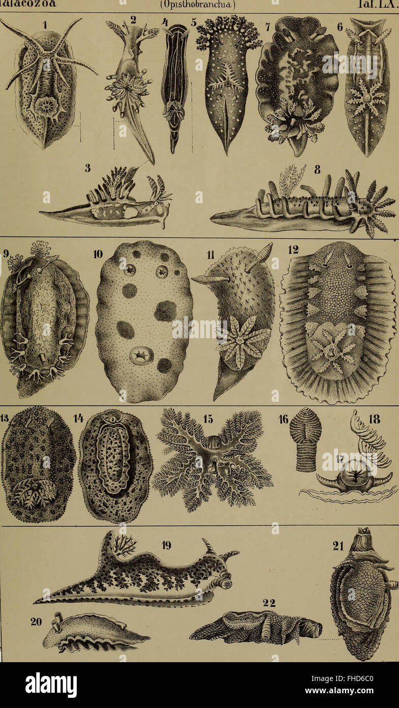 A 1862 scientific work detailing the classes and orders of soft-bodied ...