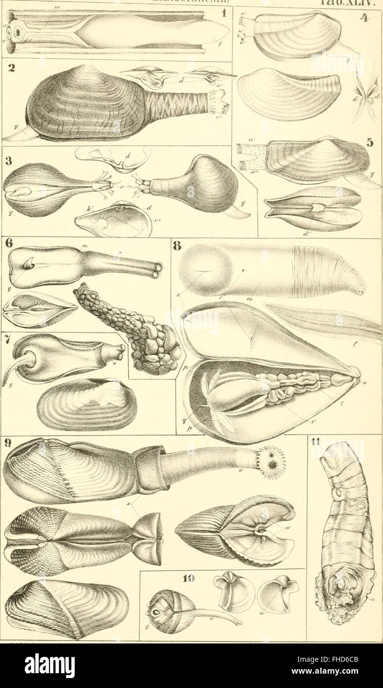 Classification of malacozoa hi-res stock photography and images - Alamy