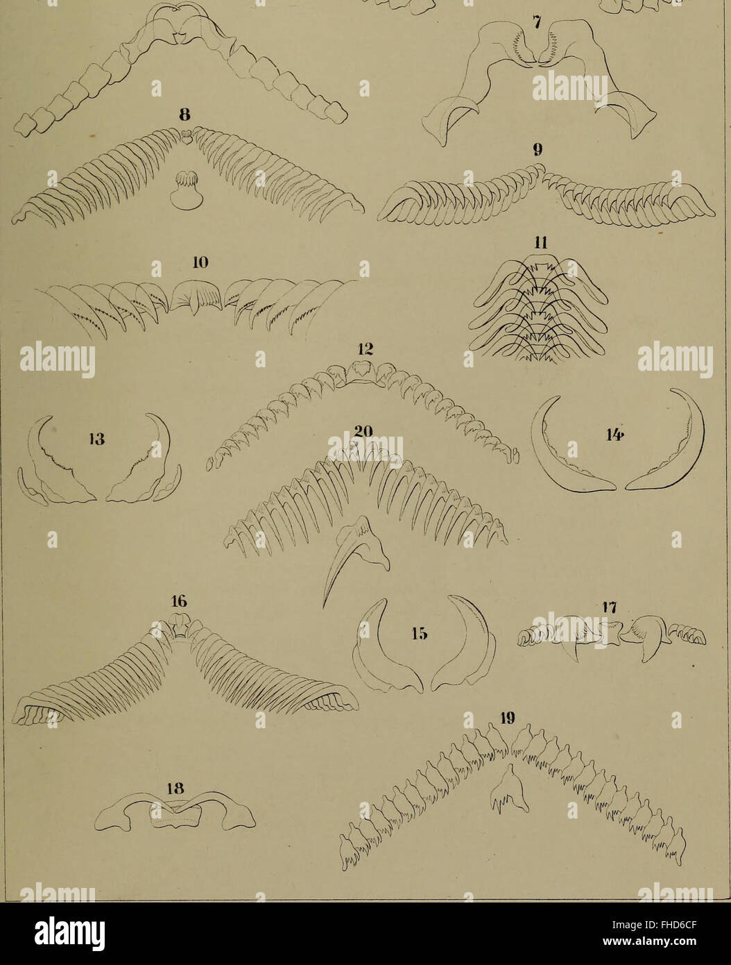Die Klassen und Ordnungen der Weichthiere (Malacozoa) (1862), a ...