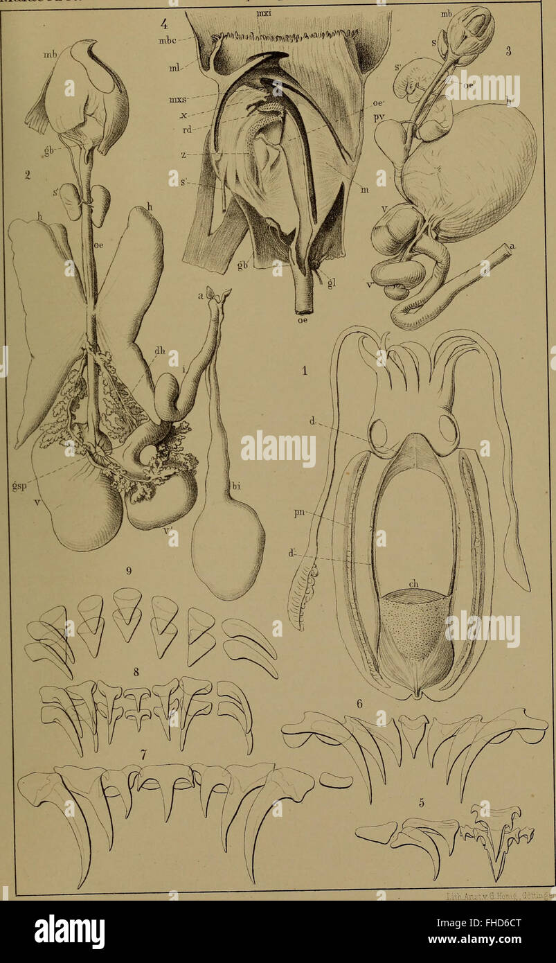 A 1862 German scientific work on mollusks, detailing the classification ...