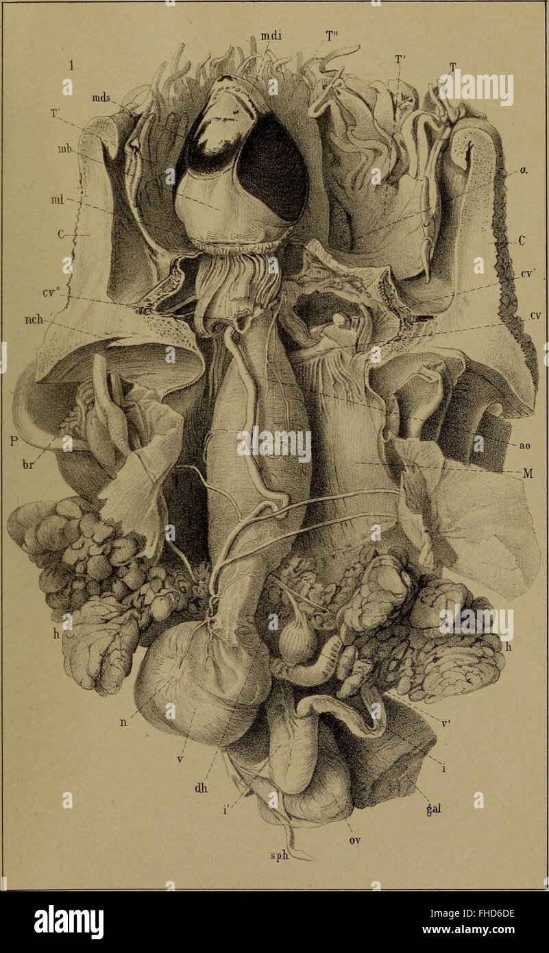 Classification of malacozoa hi-res stock photography and images - Alamy