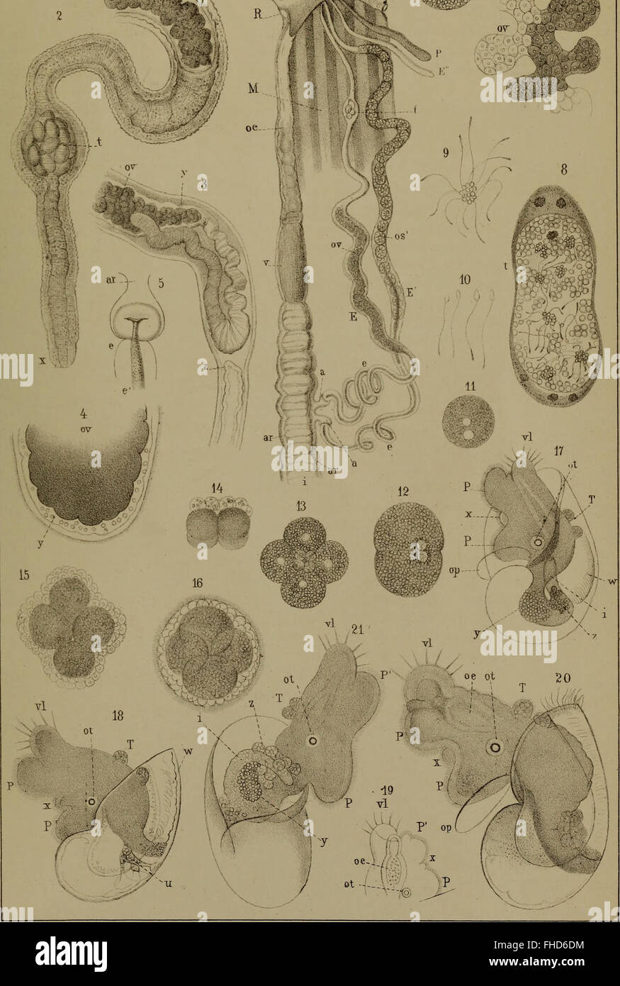 The classes and orders of soft-bodied animals (Malacozoa ...